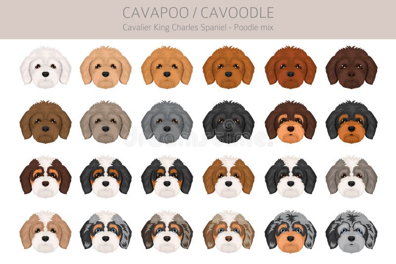 Cavapoo Stock Illustrations – 61 Cavapoo Stock Illustrations, Vectors ...