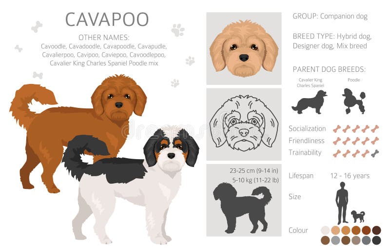 Cavoodle Stock Illustrations – 251 Cavoodle Stock Illustrations ...