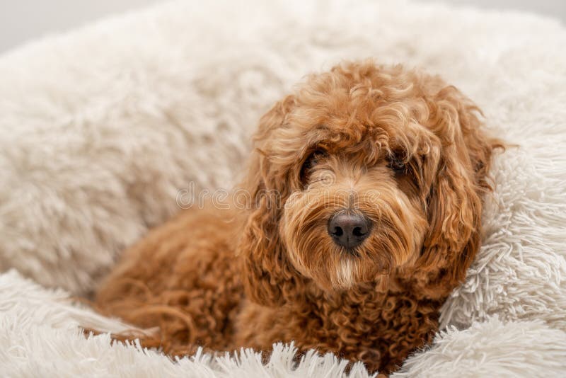 Cavapoo dog in his bed stock photo. Image of animals - 205463314