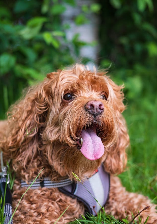 Cavapoo Dog in the Park on a Summer Sunny Day, Mixed, Breed of Cavalier ...