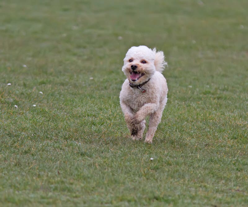 Cavapoo dog running stock photo. Image of muddy, blurred - 113481866