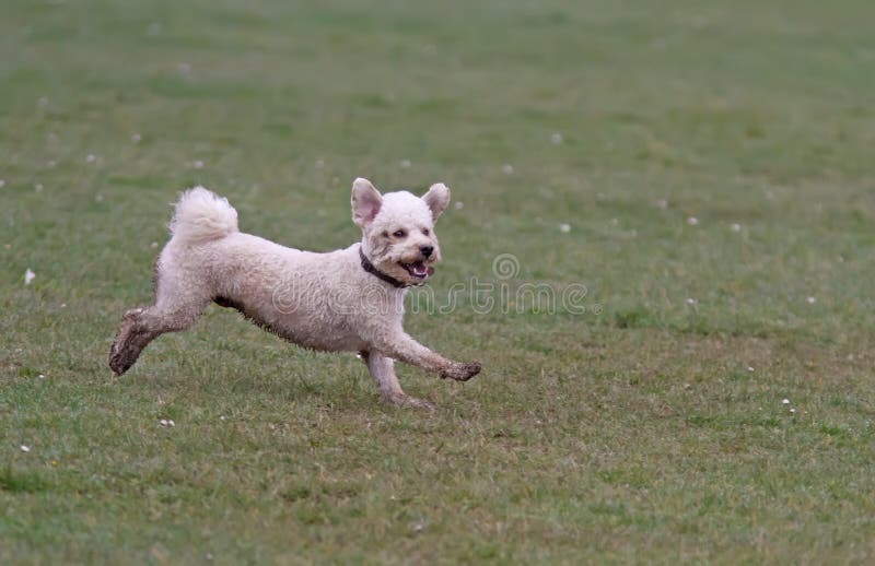 Cavapoo dog running stock photo. Image of happy, close - 113481910