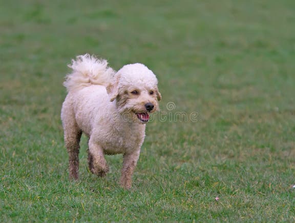 Cavapoo dog walking stock photo. Image of outdoors, portrait - 113481900