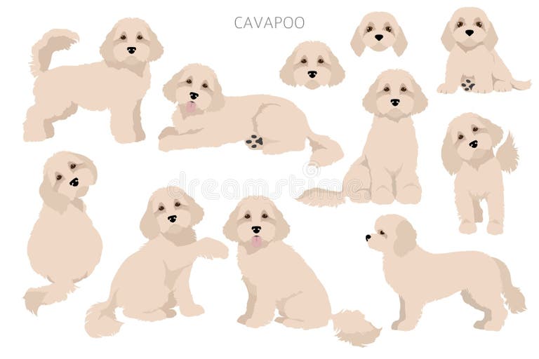 Cavapoo Stock Illustrations – 61 Cavapoo Stock Illustrations, Vectors ...