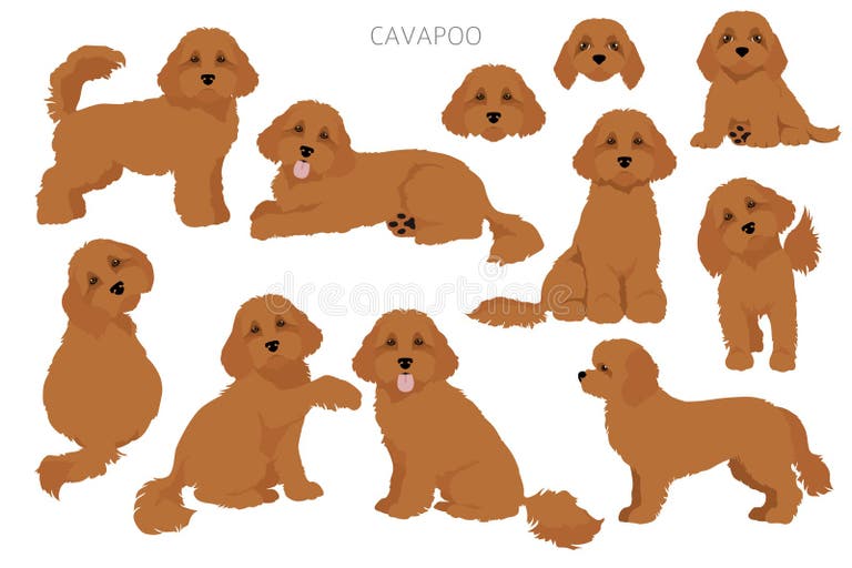 Cavapoo Mix Breed Clipart. Different Poses, Coat Colors Set Stock ...