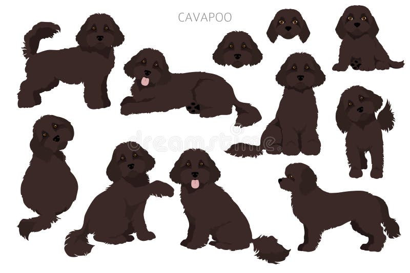 Cavapoo Vector Stock Illustrations – 86 Cavapoo Vector Stock ...