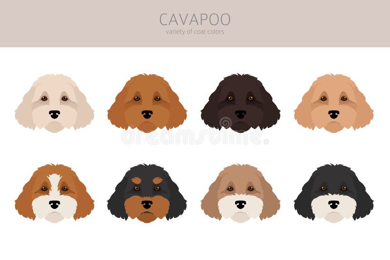 Cavapoo Stock Illustrations – 405 Cavapoo Stock Illustrations, Vectors ...