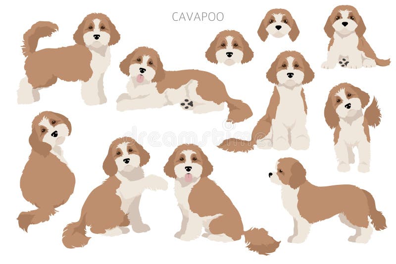 Cavapoo Puppy Stock Illustrations – 385 Cavapoo Puppy Stock ...