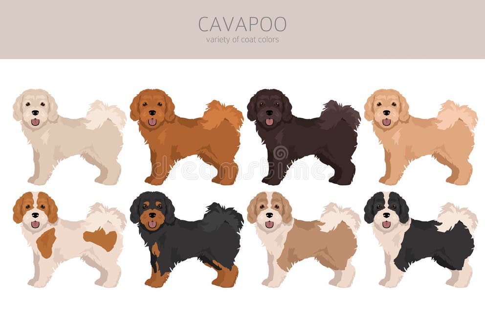 Cavapoo Mix Breed Clipart. Different Poses, Coat Colors Set Stock ...