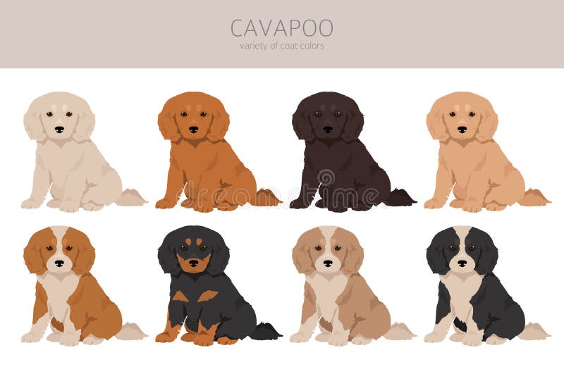 Cavapoo Mix Breed Clipart. Different Poses, Coat Colors Set Stock ...