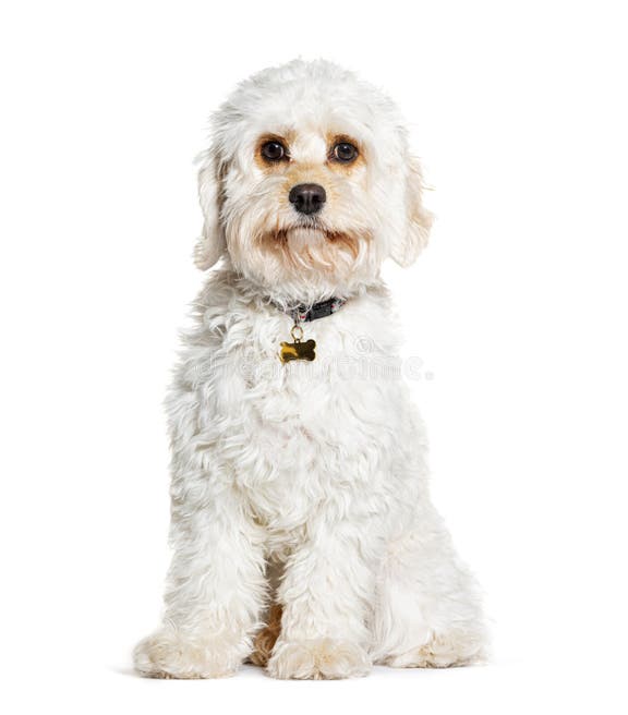 Cavapoo is a Mix Cavalier King Charles Spaniel with Poodle, Wearing a ...