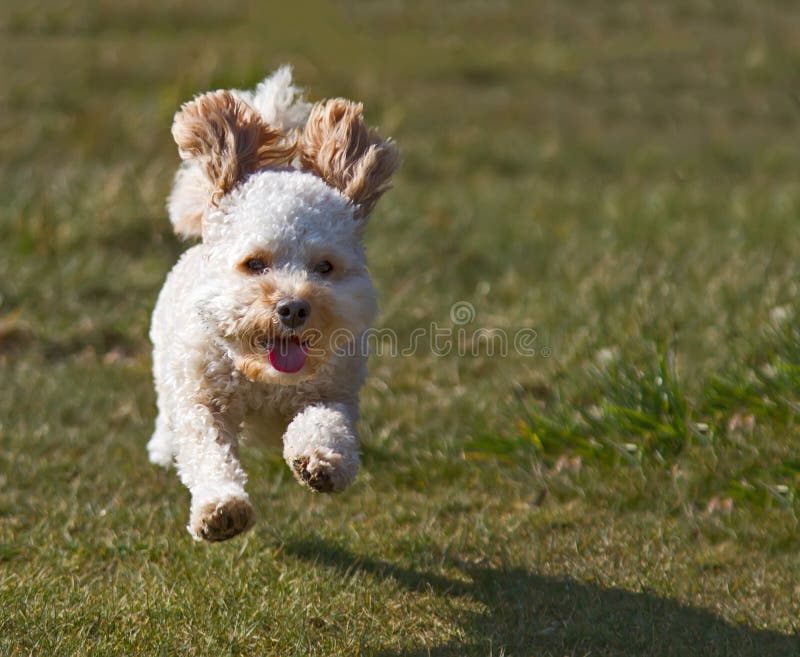 Cavapoo puppy running. stock image. Image of cavadoodle - 68430239