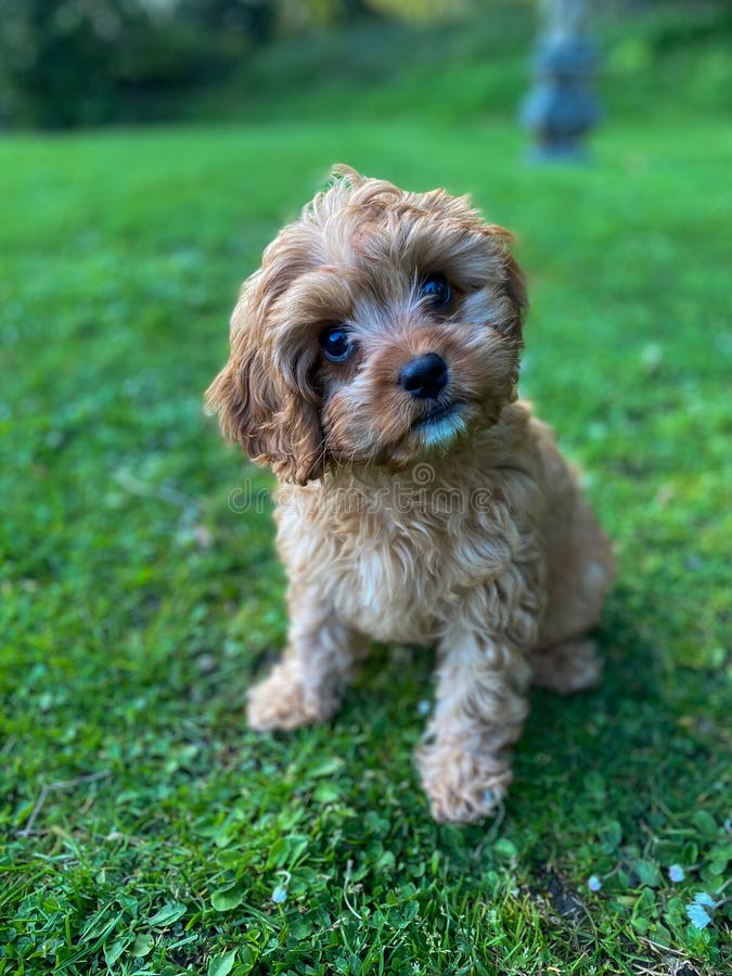 Cavapoo Puppy Sitting on Grass. Stock Image - Image of curiously, puppy ...