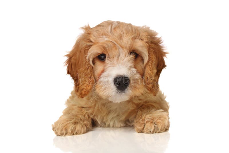 Cavapoo valp arkivfoto. Bild av lägga, breckenridge, lockigt - 28808986