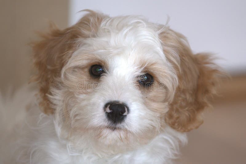 Cavapoo valp fotografering för bildbyråer. Bild av korsning - 78616695