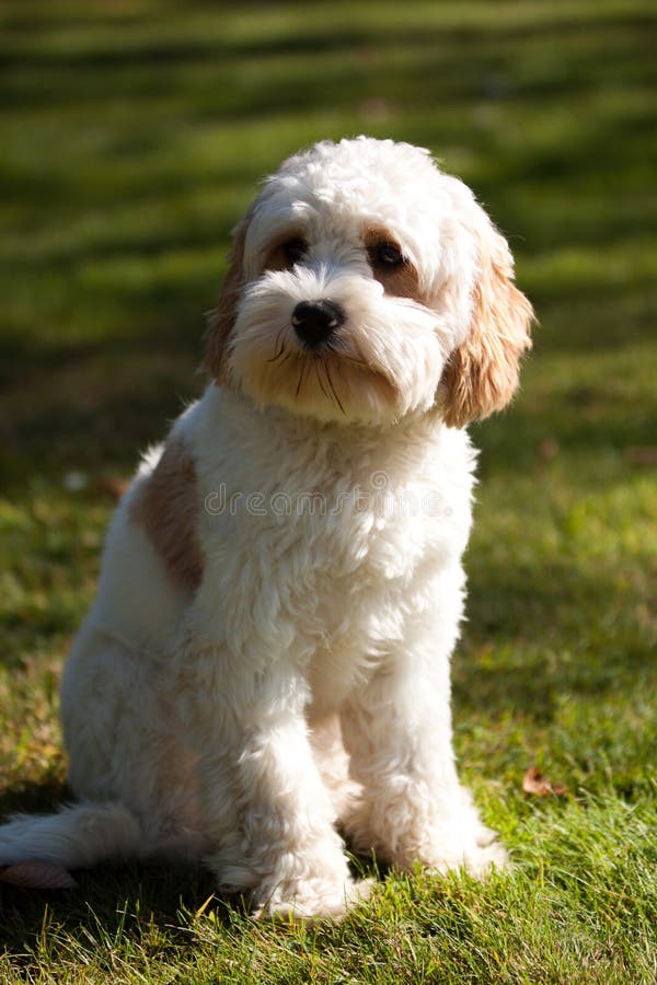 Cavapoo valp fotografering för bildbyråer. Bild av korsning - 78616695