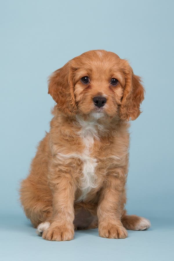 Cavapoo valp fotografering för bildbyråer. Bild av korsning - 78616695