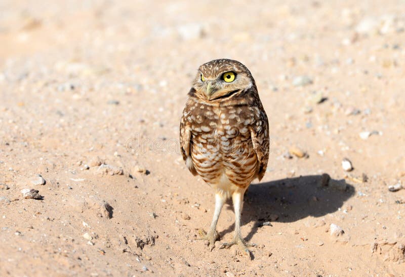 Búho Que Cavara De Mirada Serio Foto de archivo - Imagen de buho, fauna ...