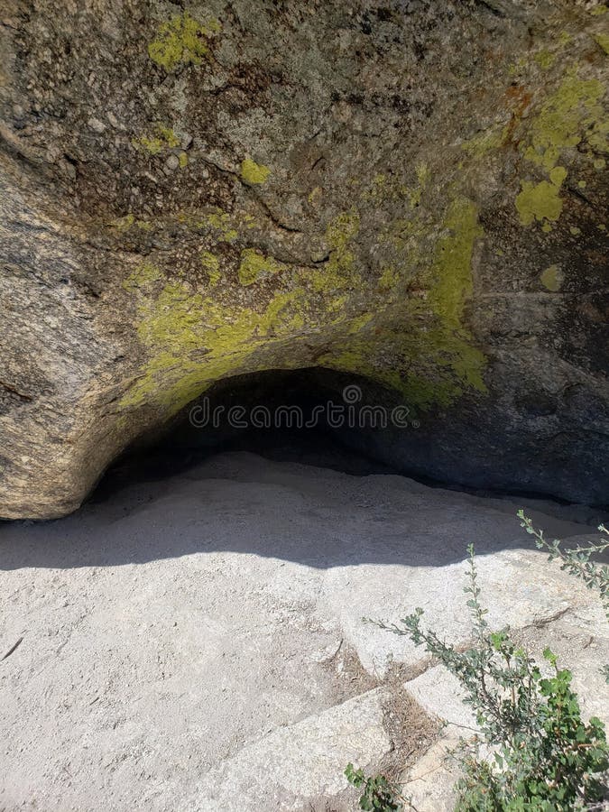 Cave animal den stock photo. Image of trunk, wilderness - 196814224