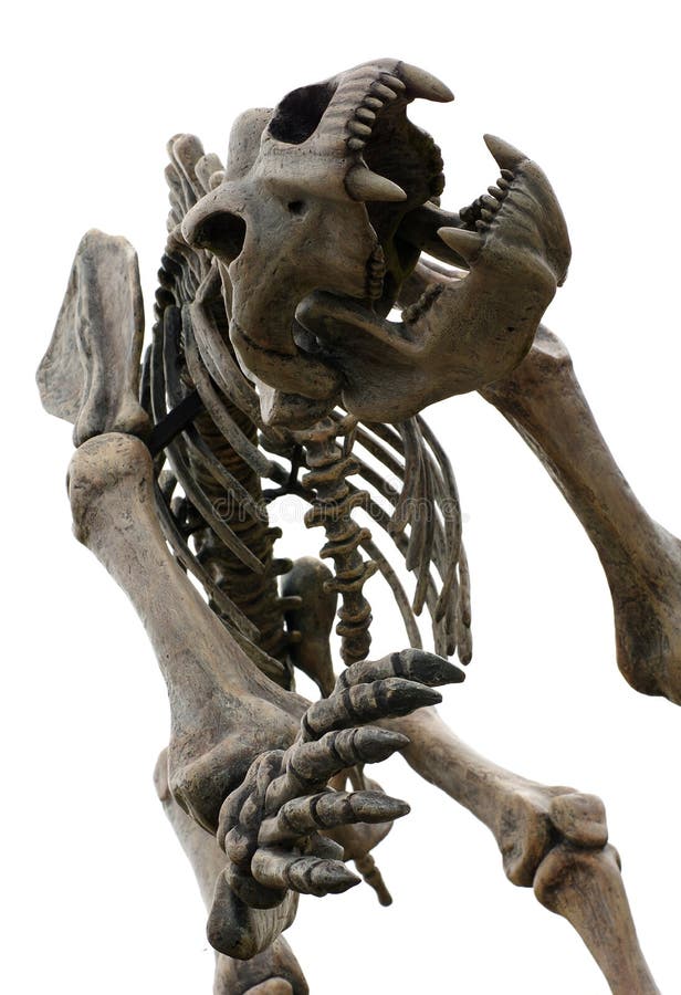 Cave Bear - Ursus Spelaeus - Skeleton Stock Photo - Image of ursus ...