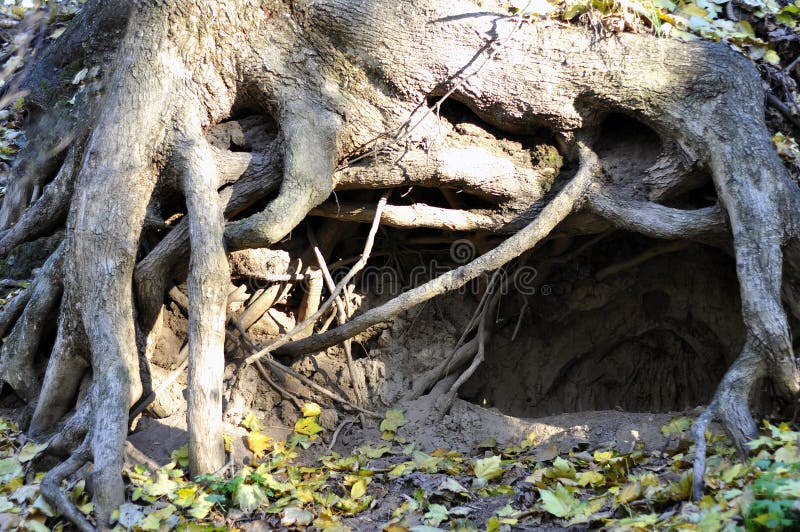 Cave Beast Under the Roots of Trees Stock Image - Image of background ...