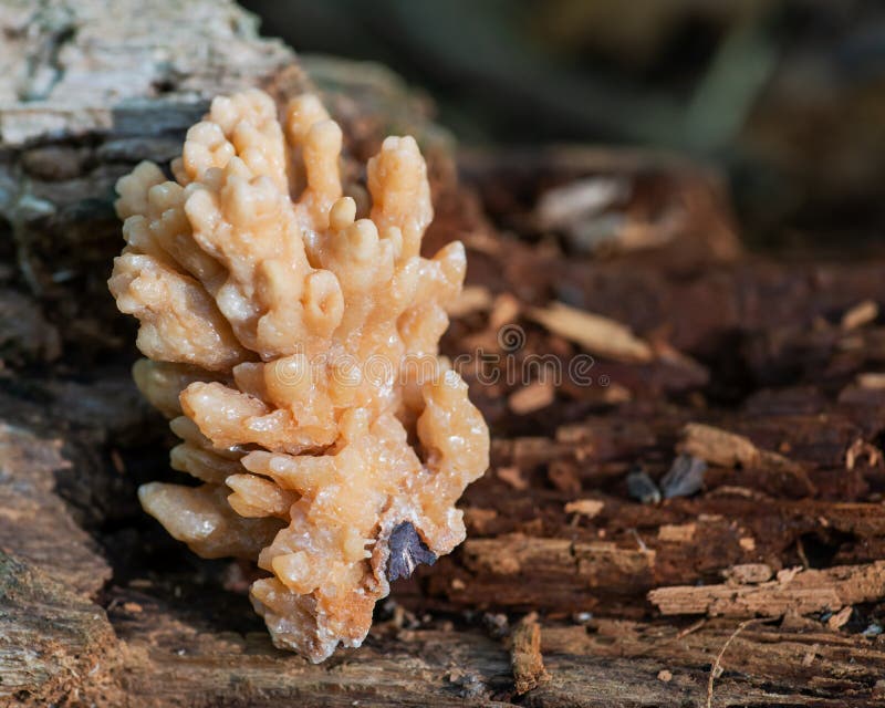 Cave Calcite Cluster from Morocco on a Tree Bark in the Forest Stock ...