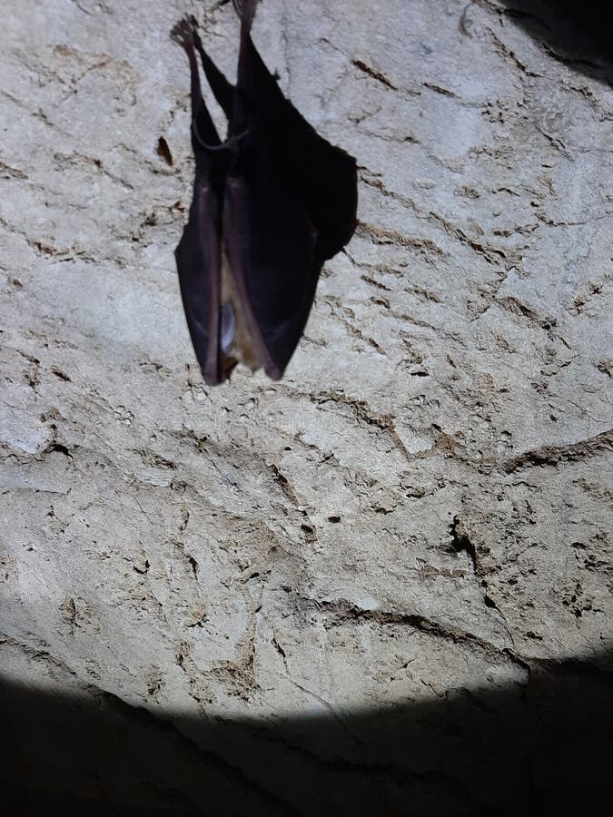 Bat in the cave stock image. Image of hibernation, cave - 237947511
