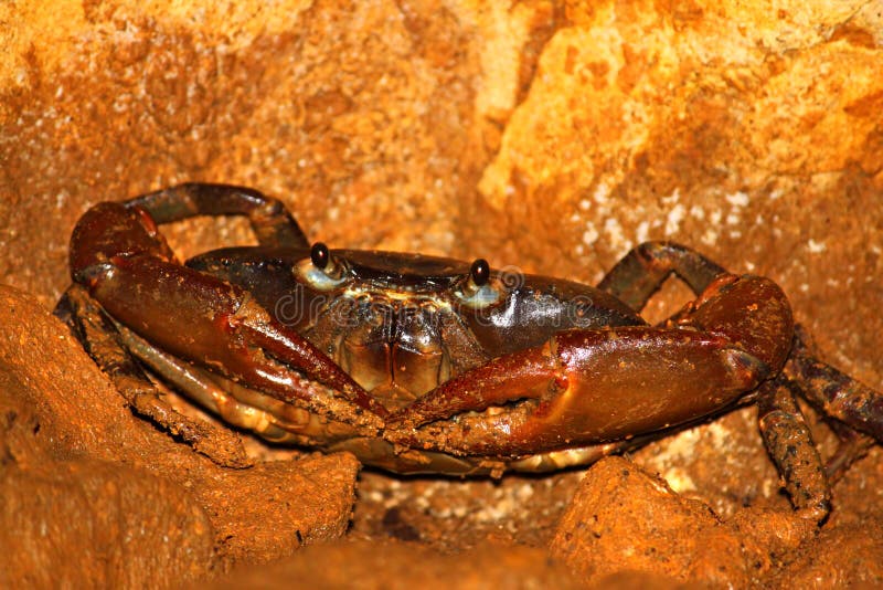 Cave Crab Puerto Rico Stock Photos - Free & Royalty-Free Stock Photos ...