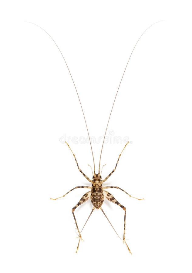 Cave Crickets , Rhaphidophoridae Specie, Isolated on White Stock Photo ...
