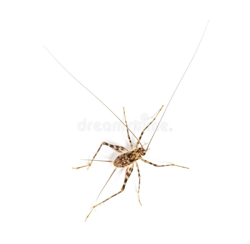 Cave Crickets , Rhaphidophoridae Specie, Isolated on White Stock Photo ...