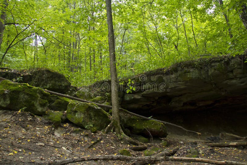 Cave stock photo. Image of roots, green, canopy, trees - 91311664