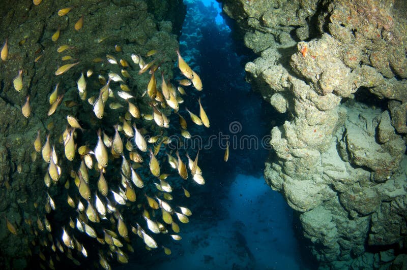 Cave and fish stock photo. Image of destinations, dive - 20479488