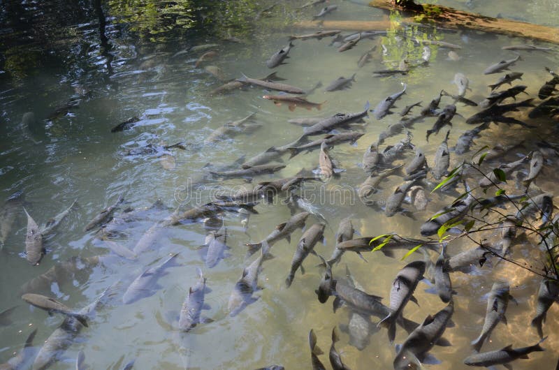Cave fish stock image. Image of park, sunny, natural - 29576309