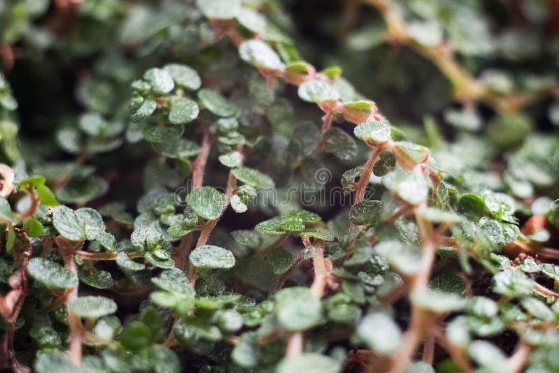 Cave in the jungle stock photo. Image of herbal, grass - 129204322