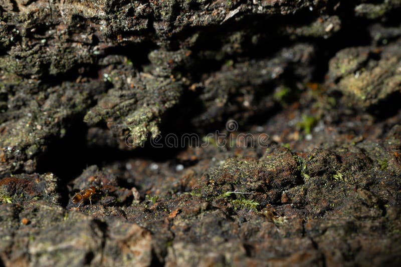 Cave Material Rocky Stone Macro Narrow Focus Close Up View of Edge ...