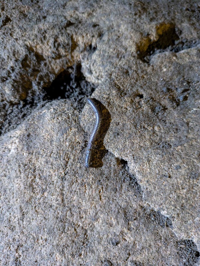 Cave Millipede Stock Photos - Free & Royalty-Free Stock Photos from ...