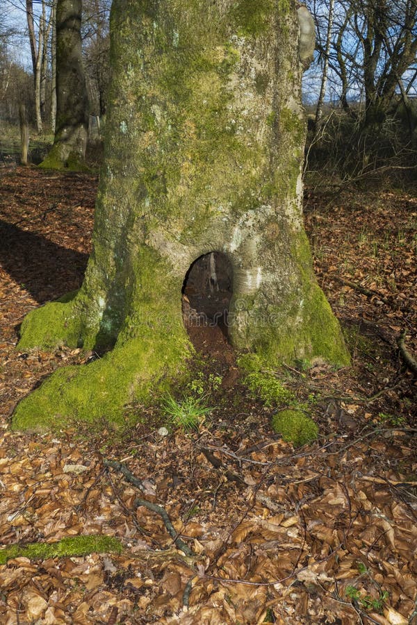 Cave in an old tree stock image. Image of hole, home - 186069533