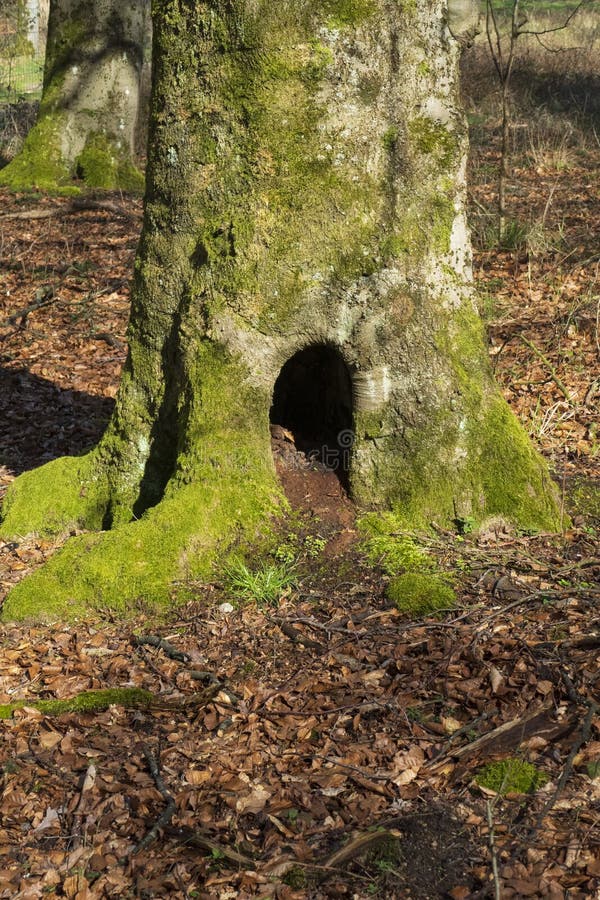Cave in an old tree stock image. Image of hole, home - 186069533