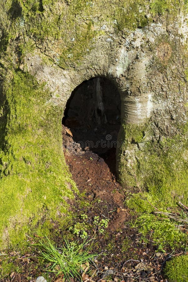 Badger Cave Stock Photos - Free & Royalty-Free Stock Photos from Dreamstime