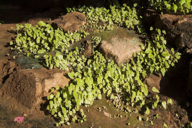 Thriving Cave Plants stock image. Image of grass, plants - 45852365