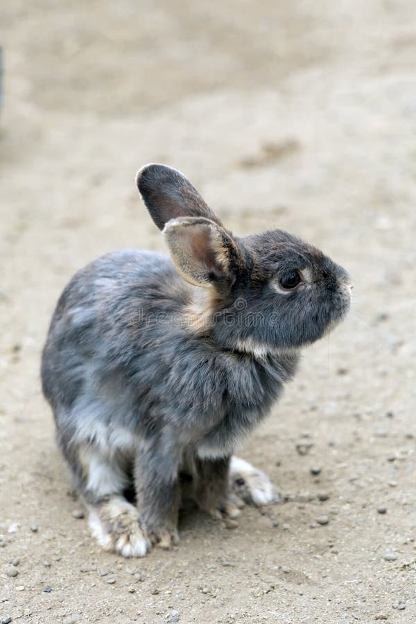 Cave Rabbits Raised in Mountain Hell in Dabeppu, Kyushu, Japan Stock ...