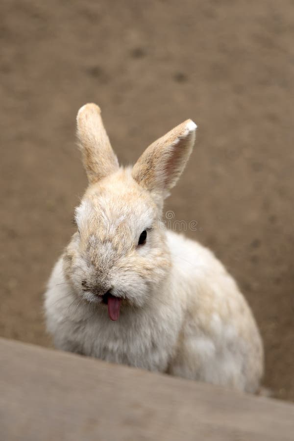 Cave Rabbits Raised in Mountain Hell in Dabeppu, Kyushu, Japan Stock ...