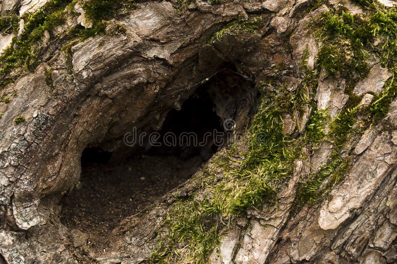 Cave with moss and a tree stock image. Image of green - 133210303