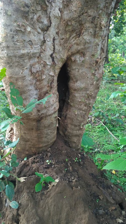 Cave in tree stock image. Image of nature, natural, green - 153882191