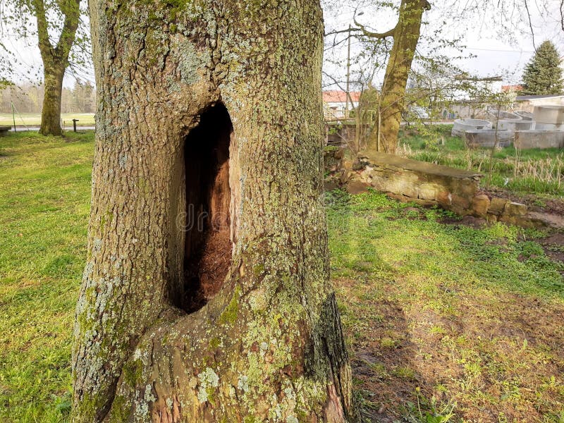 Cave between tree roots stock image. Image of leaf, garden - 181539361