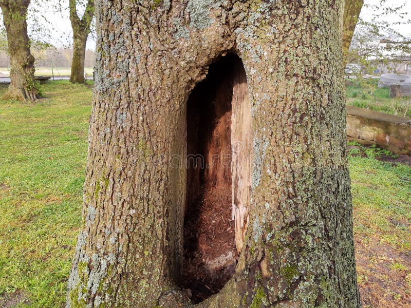 Cave in tree stock image. Image of nature, natural, green - 153882191