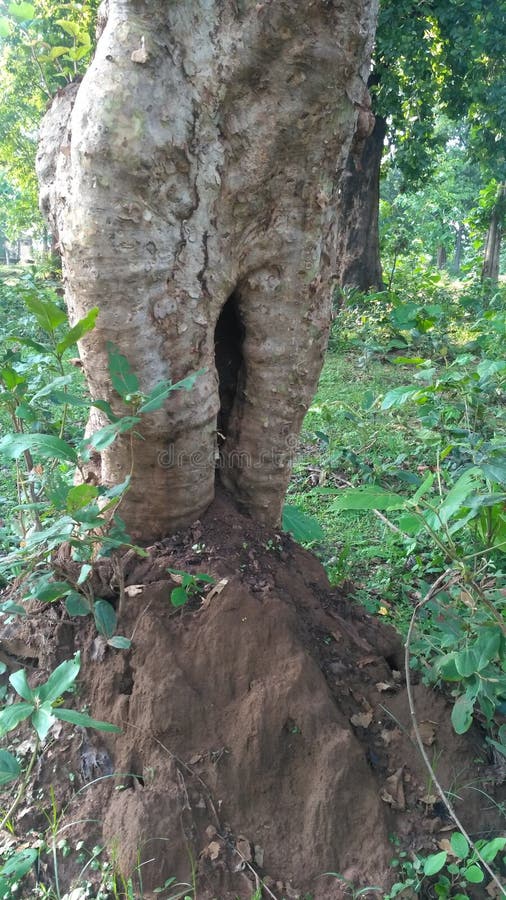 Cave in tree stem stock photo. Image of tree, view, good - 153863832