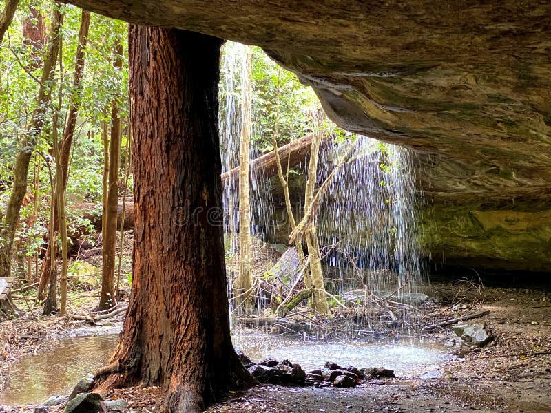A Cave Waterfall with a Guardian Tree Stock Image - Image of tourism ...