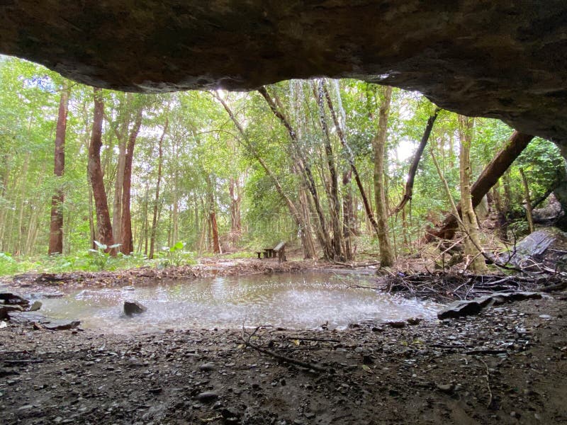 A Cave Waterfall with a Guardian Tree Stock Photo - Image of stream ...