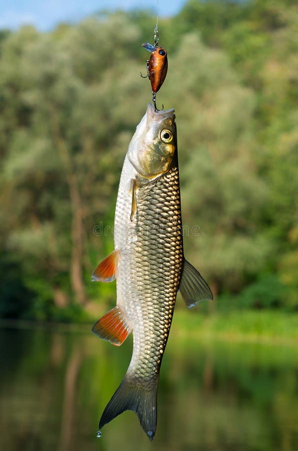 Pesce del cavedano fotografia stock. Immagine di rosso - 73943506